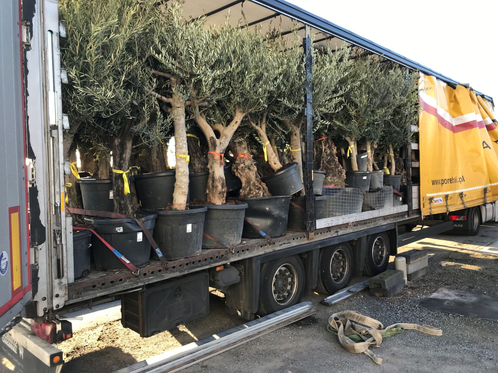 Eerste lading olijfbomen gearriveerd! - Inforegio.be